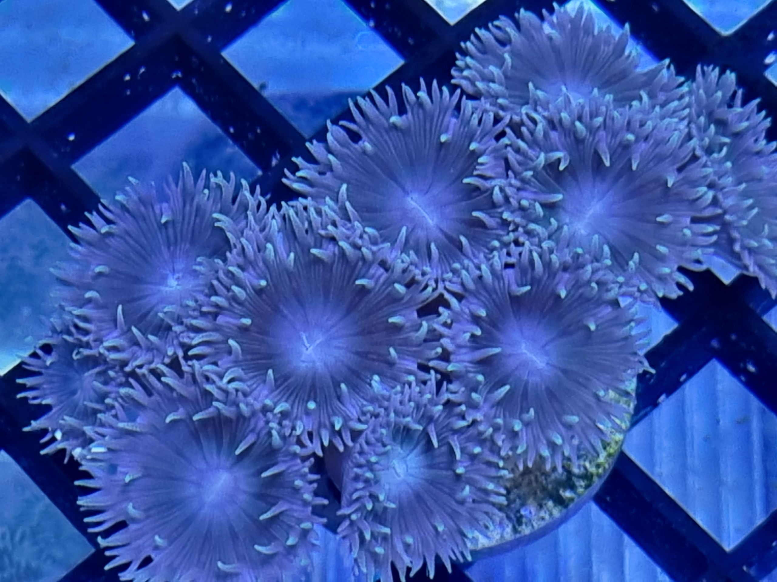 Duncan Coral (Size: 9 polyps) - Coralverse Aquatics