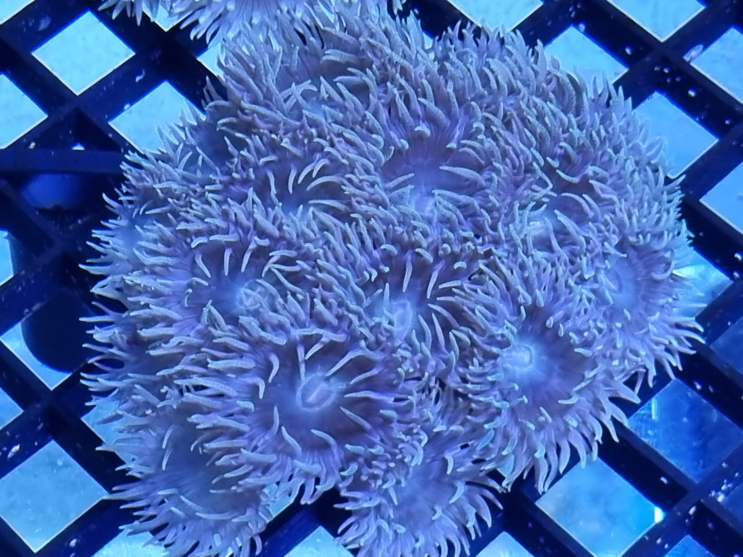 Duncan Coral (Size: 18 polyps) - Coralverse Aquatics