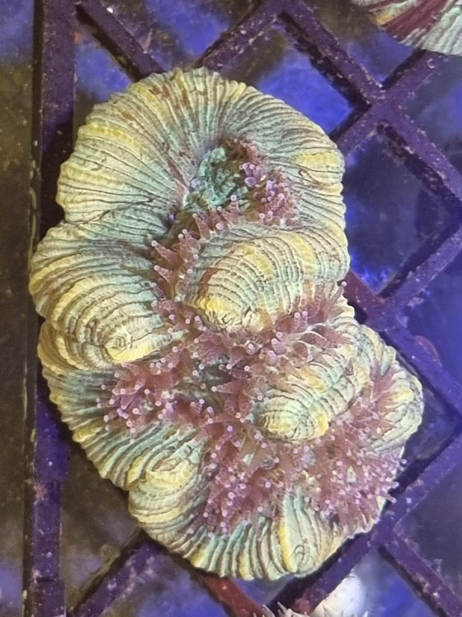 Open Brain Coral